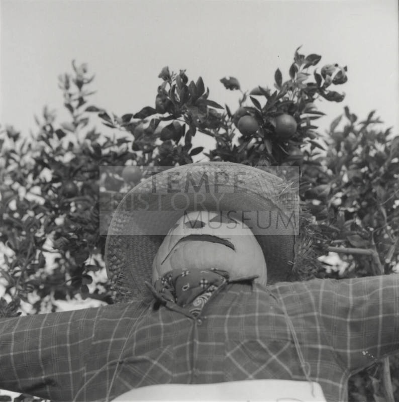 No Frost On The Pumpkin. - Tempe Daily News, October 29 – Works – Tempe ...