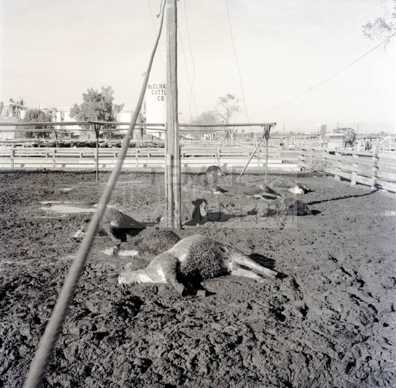 Dust Bowl Dead Cows